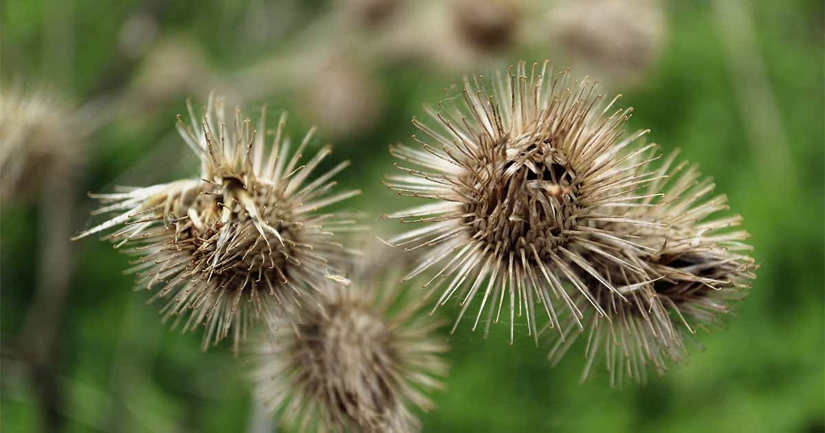 Biomimicry Innovation: how nature solves problems